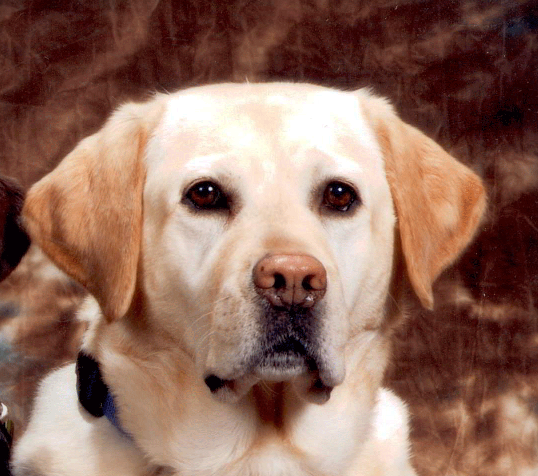 Cami | MooseLake Labradors