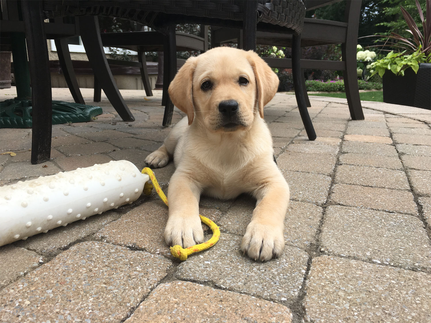 Biscuit | MooseLake Labradors